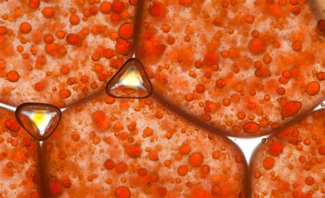 Rapid Microbial Methods For Short Shelf Life And Atmp Testing