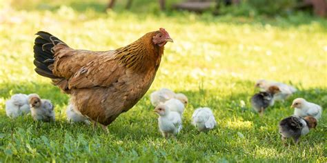‘dont Kiss Or Snuggle Your Chickens Cdc Investigating Salmonella