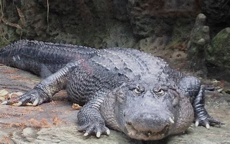 Crocodile Kills 79 Year Old Woman Impromises