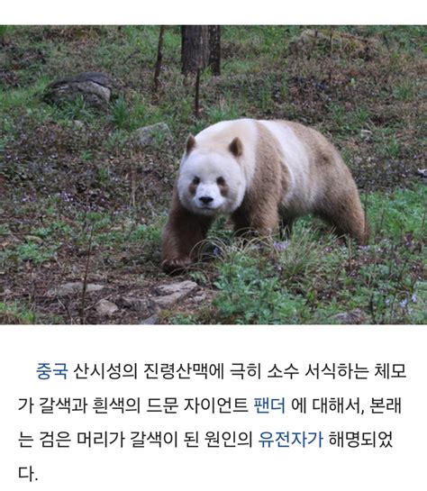 더쿠 갈색 털을 가진 특이한 판다 원인이 밝혀지다