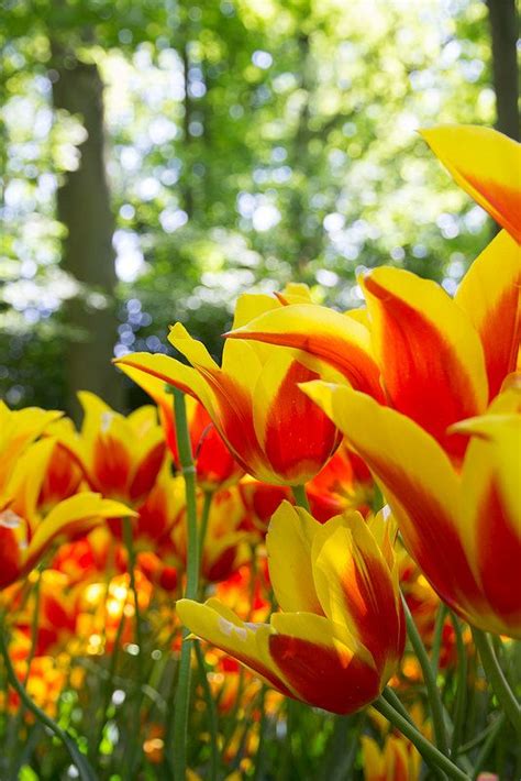 Tulip Bokeh Tulips Garden Tulips Bokeh