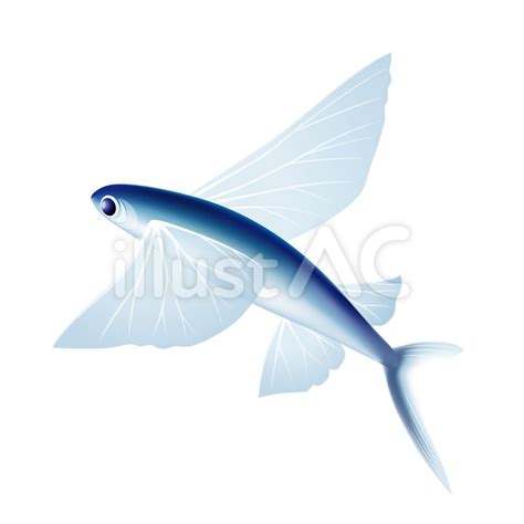Free Vectors Flying Fish