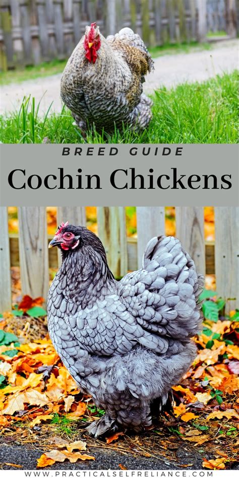 Cochin Chicken Breed Guide — Practical Self Reliance