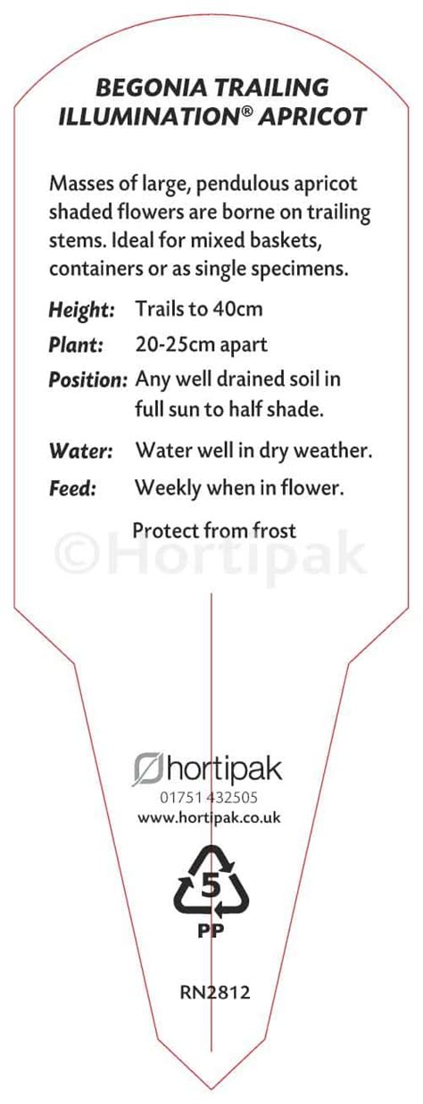 Begonia Trailing Illumination Apricot - Hortipak e-Store
