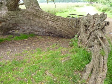 Ganoderma Resinaceum Growth Rate And Ecology Page 2 Fungi