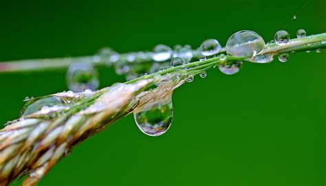 Raindrop Drops Rain Free Photo On Pixabay Pixabay