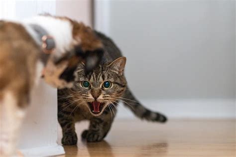 Why Do Cats Hiss Decoding The Cat Behavior