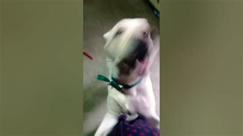 ম্যাজিকের মতন জিমি গায়ে উঠে পড়েছে Youtube