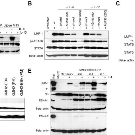 The Jak Stat6 Signaling Pathway Is Involved In The Induction Of Lmp 1