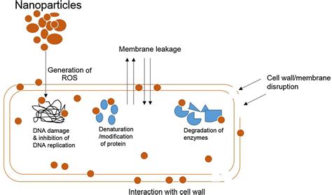 Potential Applications Of Engineered Nanoparticles In Medicine And