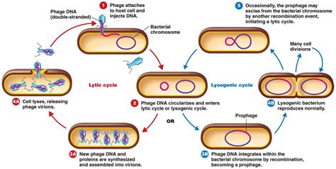 Viral Life Cycle The Lytic And Lysogenic Life Cycle F