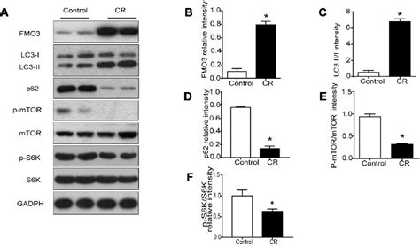 Figure 1 From Upregulation Of Flavin Containing Monooxygenase 3 Mimics