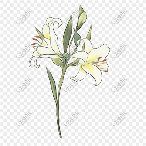 手繪精緻的百合花插畫psd圖案素材免費下載，可愛卡通圖片，尺寸2000 × 2000px Lovepik
