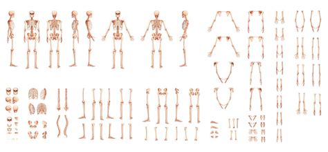 Realistic 3d Human Skeletal Body Parts Medical Hand Collection Vector