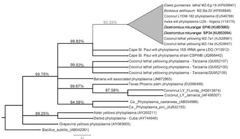 dendrogram constructed by the maximum likelihood method showing the