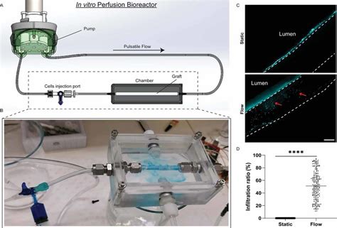 Evaluation Of Dual Architecture Graft In Perfusion Bioreactor A