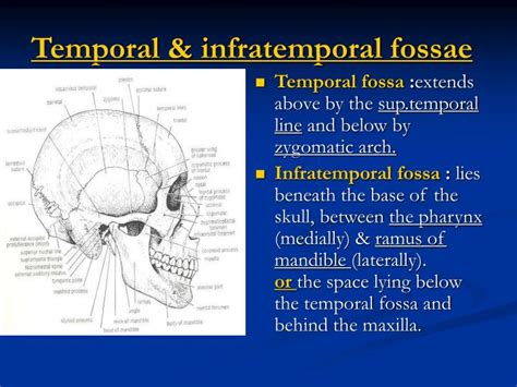 Ppt Temporal And Infratemporal Fossae Powerpoint Presentation Free