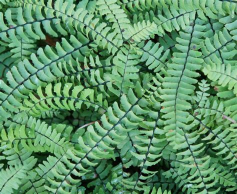 A Guide To Native Plants In North Carolina Our State Native Plants