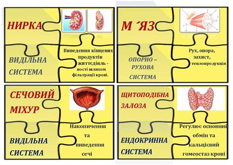 Пазли з біології Системи людини Ілюстрації Біологія