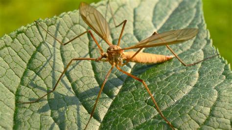 Crane Fly Vs Mosquito Key Identifiers For Accurate Identification