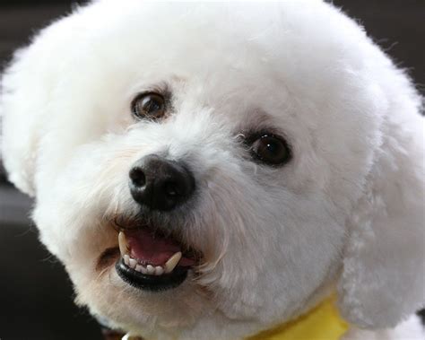 Bichon Frise Wallpapers Wallpaper Cave