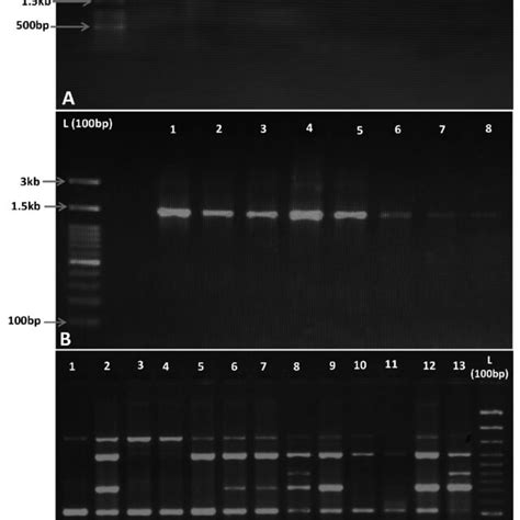 Agarose Gel Electrophoresis Of Extracted Genomic Dna A Pcr Amplified