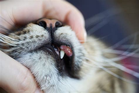 Eosinophilic Granuloma In Cats Mission Veterinary Clinic