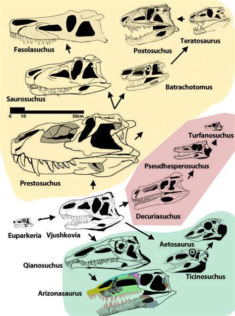 Ticinosuchus And Hemiprotosuchus