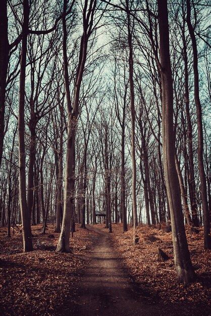 Bosque Profundo En Paisaje De Bosque De Monta A Foto Premium