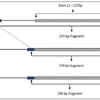 PDF KIT Exon And PDGFRA Exon Gene Mutations In Gastric GIST Proposal Of A Short Panel