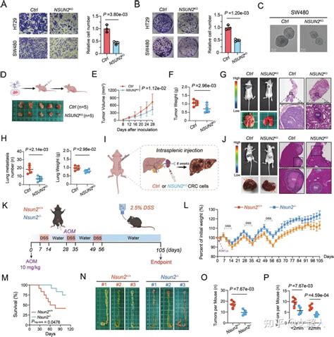 Adv Sci：nsun2介导m5c修饰代谢重编程促进肿瘤进展 揭示治疗新选择 知乎
