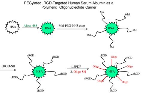 Synthesis Of An Rgd Targeted Carrier For Oligonucleotides Using Human