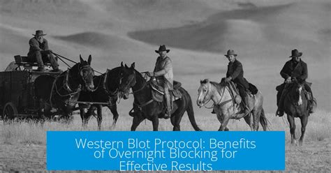 Western Blot Protocol Benefits Of Overnight Blocking For Effective