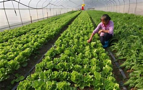 大白菜直播怎样间苗 农业种植网