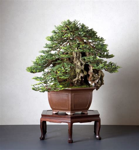 Sequoia Bonsai Today