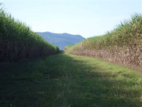 Hoares Road Mirani Qld 4754 House For Sale Domain