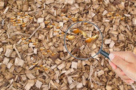 Does Mulch Attract Termites
