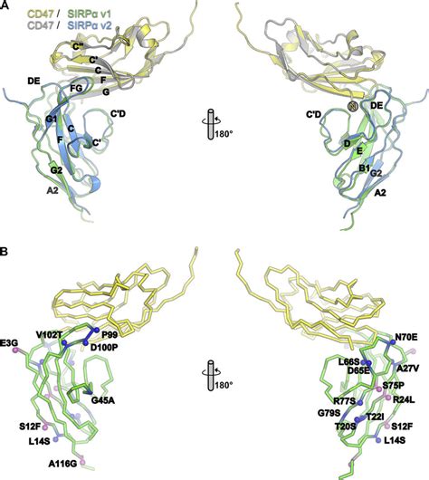 Interaction Of Sirp With Cd47 A Structure Of Domain 1 Of Sirpv1