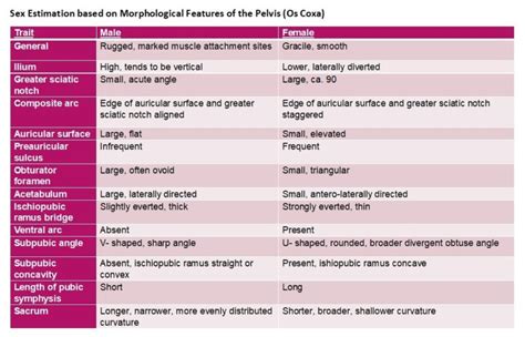 Male And Female Pelvis Comparison