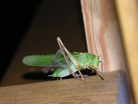 2560x1440 Wallpaper Green And Brown Grasshopper Peakpx