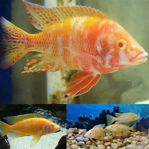 African Cichlid Peacock Albino Ob Peacock Cichlid 4cm Aquarium