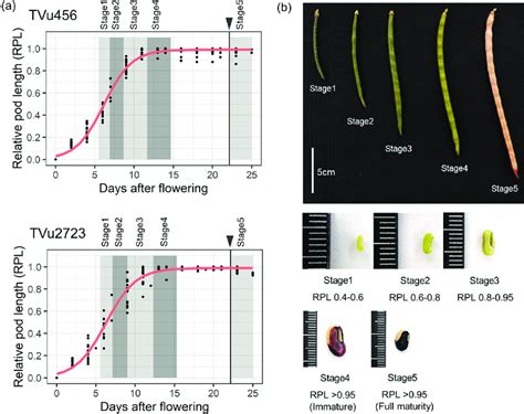 Cowpea Pod Growth Stages Tvu456 And Tvu2723 Are Low And High Protein