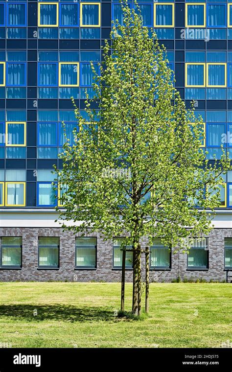 Architecture Tree Office Building Architectures Trees Office