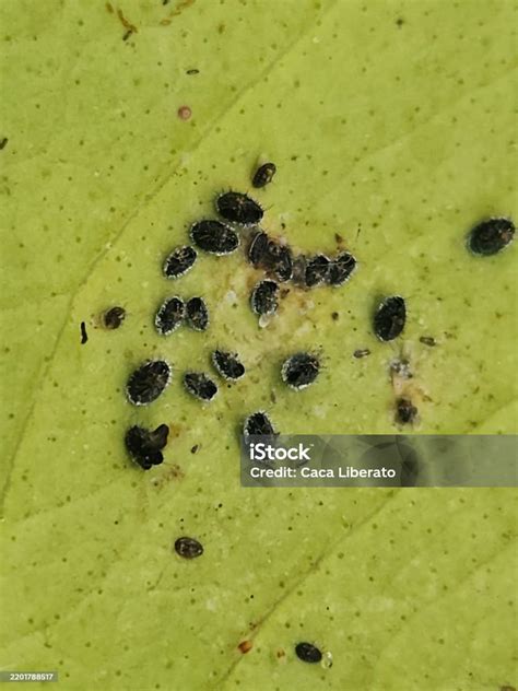 거친 레몬 잎에 감귤류 검은파리 군체는 크림색 나선형 알 부착된 유충 및 어두운 번데기를 보여 해충의 수명 주기 진행을 나타내고 심각한 피해를 방지하기 위해 즉각적인 방 0