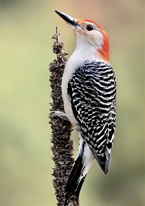 Pin De Dimitra Samanta Em ΟΜΟΡΦΑ ΠΟΥΛΙΑ Pássaros Passaro Cantinho
