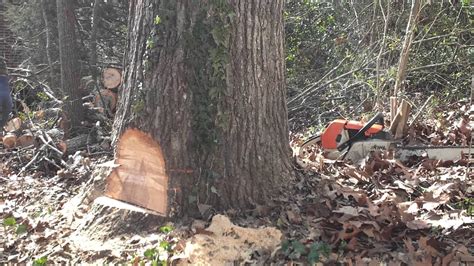 Ms 880 Magnum Stihl 42 Bar YouTube