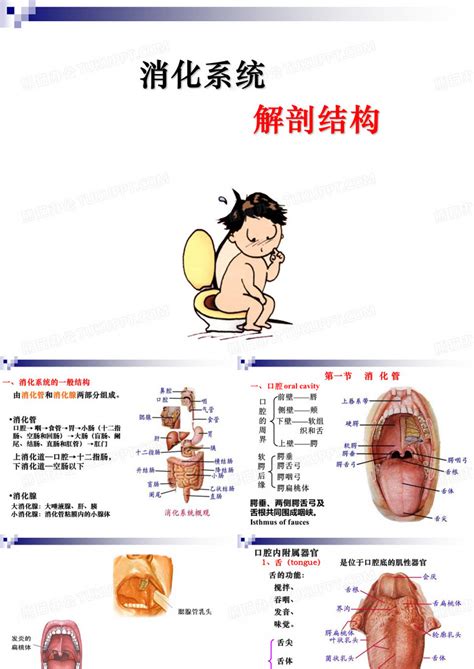 人体解剖生理学 消化系统解剖ppt模板下载编号qygwwrxn熊猫办公