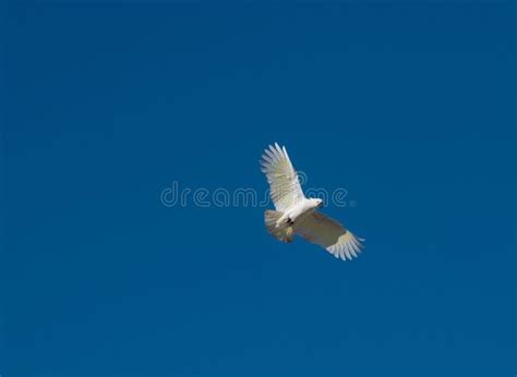 Beautiful Sulphur Crested Cockatoo Flying In The Clear Blue Sky Stock