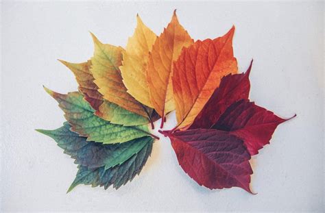 Transition Plan Taskforce Publishes Final Disclosure Framework And Guidance Comment By