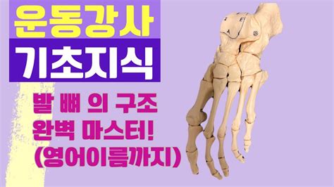 발 뼈의 구조 완벽 이해 발 아치 발 횡아치 발 종아치 발 주상골 거골하관절 세로아치 가로아치 설상골